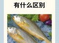 大黄花鱼是海鱼还是淡水鱼_大黄花鱼生活在哪里