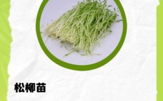 芽苗菜多少钱一斤_芽苗菜销路怎么样