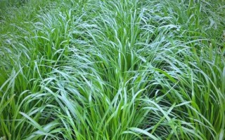 黑麦草图片_黑麦草长什么样