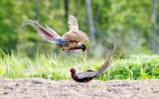 野鸡为什么半夜叫_野鸡叫声持续多久