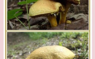 黄蘑菇有毒吗_野外识别技巧
