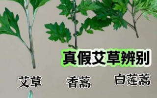 艾草与艾草的区别图片_如何分辨真假艾草