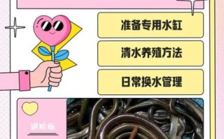 泥鳅怎么养殖_泥鳅养殖技术要点