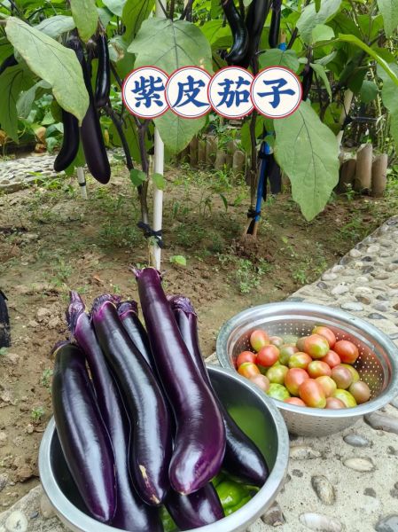 紫皮茄子怎么炒好吃_紫皮茄子家常做法步骤-第3张图片-山城妙识