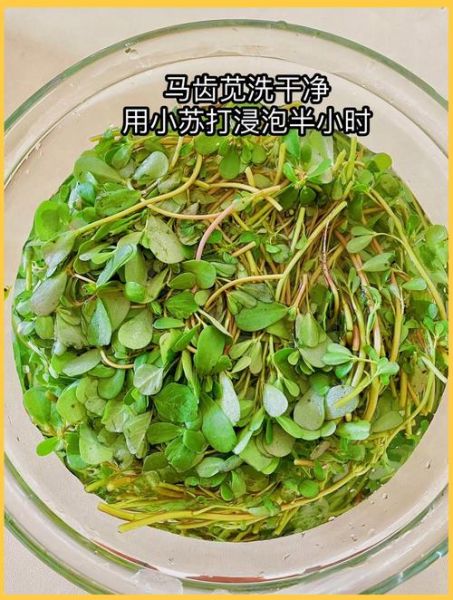 马齿苋菜团子怎么做_马齿苋菜团子家常做法-第3张图片-山城妙识