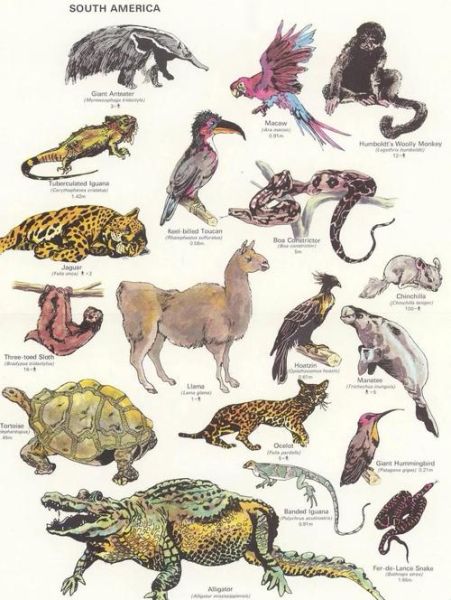 动物地理区划有哪些_全球六大界如何划分-第2张图片-山城妙识