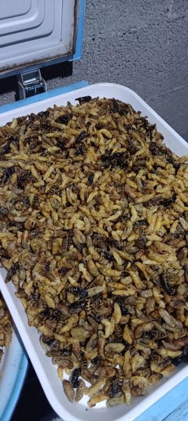 蜂蛹怎么做好吃_蜂蛹的家常做法大全-第1张图片-山城妙识