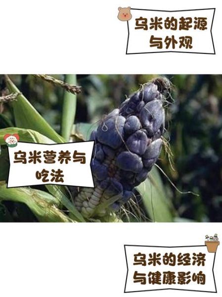 乌米怎么做好吃_乌米有哪些营养价值-第2张图片-山城妙识 乌米怎么做好吃_乌米有哪些营养价值-第2张图片-山城妙识