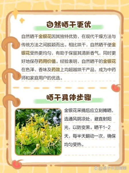 金银花怎么晒干_金银花晒干方法-第2张图片-山城妙识 金银花怎么晒干_金银花晒干方法-第2张图片-山城妙识