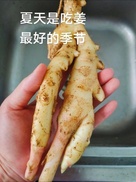 广西泡酸姜怎么做_正宗做法步骤详解-第3张图片-山城妙识