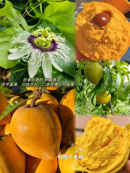 鸡蛋果子怎么做_鸡蛋果子的家常做法-第2张图片-山城妙识