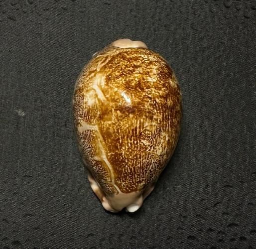 地理螺是什么_地理螺怎么养-第1张图片-山城妙识