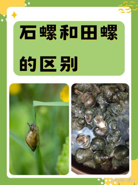 地理螺是什么_地理螺怎么养-第2张图片-山城妙识