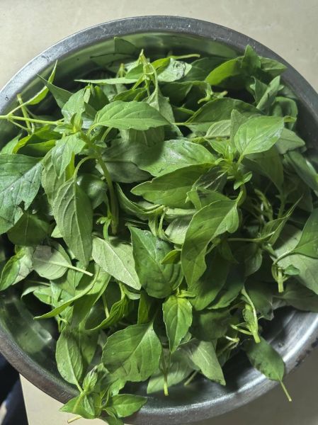 荆芥怎么吃_荆芥的做法大全-第2张图片-山城妙识