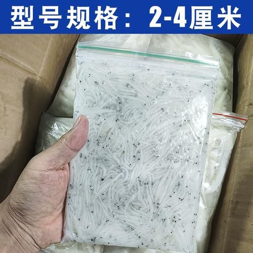 冰鲜小银鱼怎么做好吃_冰鲜小银鱼的做法大全-第3张图片-山城妙识