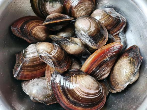 河蚌怎么清洗_河蚌怎么做好吃-第3张图片-山城妙识