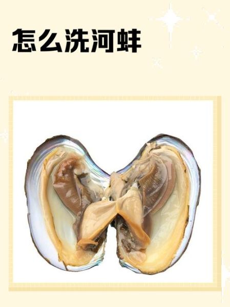河蚌怎么清洗_河蚌怎么做好吃-第2张图片-山城妙识