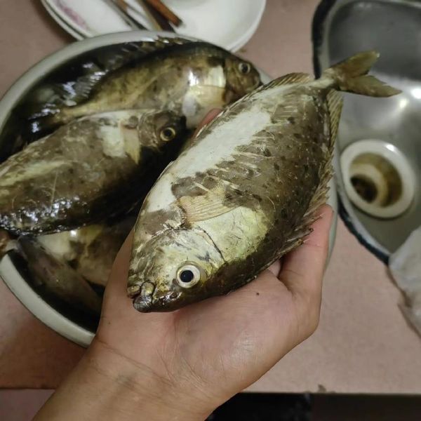 泥猛鱼汤怎么煲不腥_泥猛鱼汤做法步骤详解-第1张图片-山城妙识