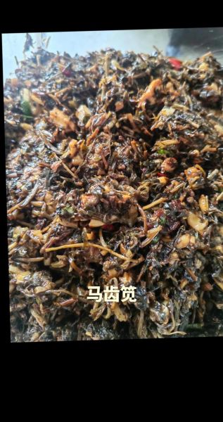 马齿菜包子馅怎么做_马齿菜包子馅做法窍门-第1张图片-山城妙识