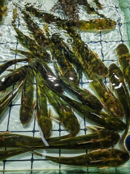 戈雅鱼怎么做好吃_戈雅鱼的家常做法-第1张图片-山城妙识 戈雅鱼怎么做好吃_戈雅鱼的家常做法-第1张图片-山城妙识