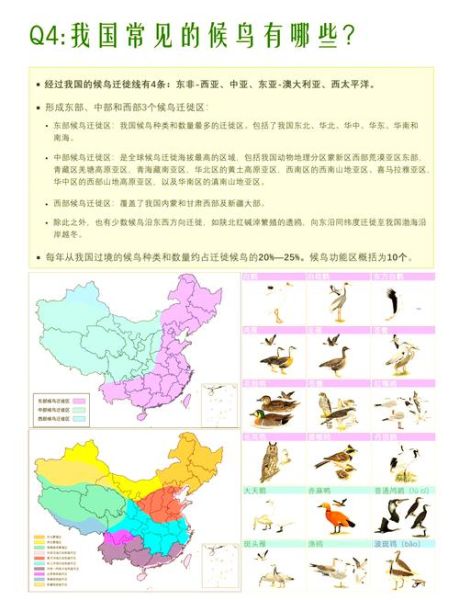 鸟地理分布_鸟类迁徙路线怎么查-第1张图片-山城妙识