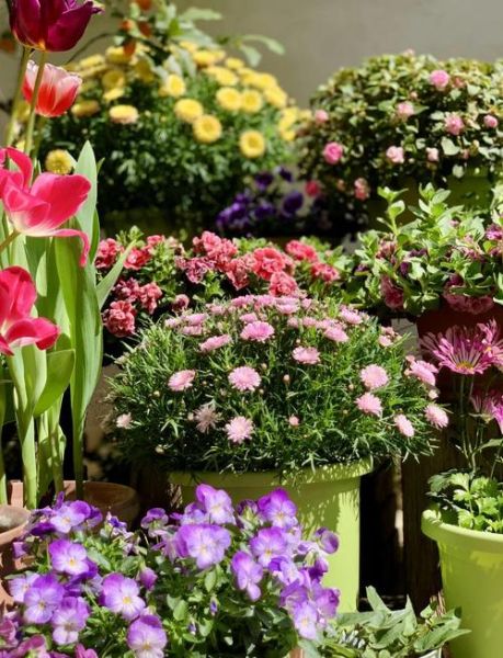 玛格丽特怎么养_玛格丽特花苞为什么打不开-第3张图片-山城妙识 玛格丽特怎么养_玛格丽特花苞为什么打不开-第3张图片-山城妙识