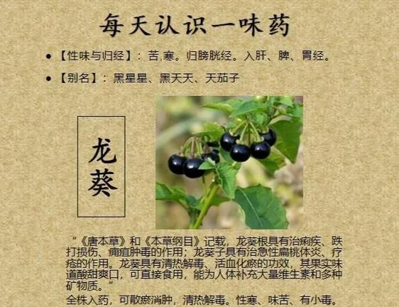 龙葵的做法大全_龙葵怎么做好吃-第1张图片-山城妙识 龙葵的做法大全_龙葵怎么做好吃-第1张图片-山城妙识