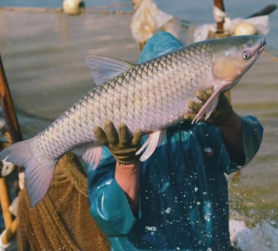 脆皖鱼怎么做好吃_脆皖鱼的家常做法-第2张图片-山城妙识