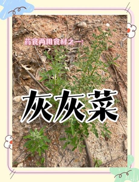 干灰菜怎么做好吃_干灰菜的家常做法大全-第2张图片-山城妙识