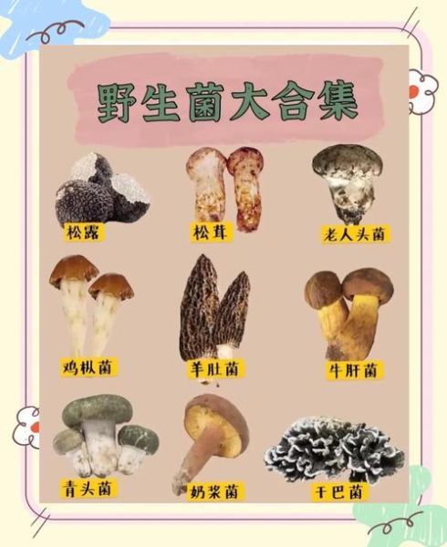 地理菌是什么_地理菌有哪些神奇用途-第1张图片-山城妙识