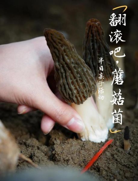 地理菌是什么_地理菌有哪些神奇用途-第3张图片-山城妙识