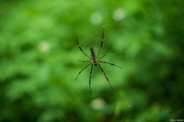 地理蛛是什么_地理蛛如何影响SEO-第2张图片-山城妙识
