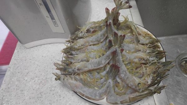 蒜蓉开背虾怎么做_蒜蓉开背虾用蒸还是烤-第3张图片-山城妙识 蒜蓉开背虾怎么做_蒜蓉开背虾用蒸还是烤-第3张图片-山城妙识