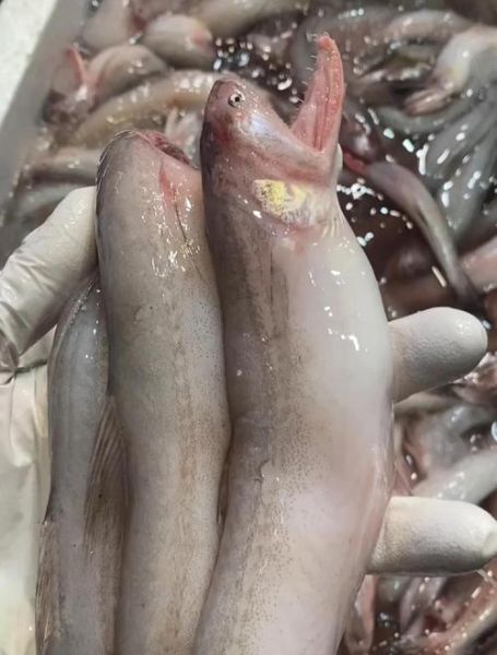 豆腐鱼怎么做好吃_家常豆腐鱼做法步骤-第2张图片-山城妙识 豆腐鱼怎么做好吃_家常豆腐鱼做法步骤-第2张图片-山城妙识