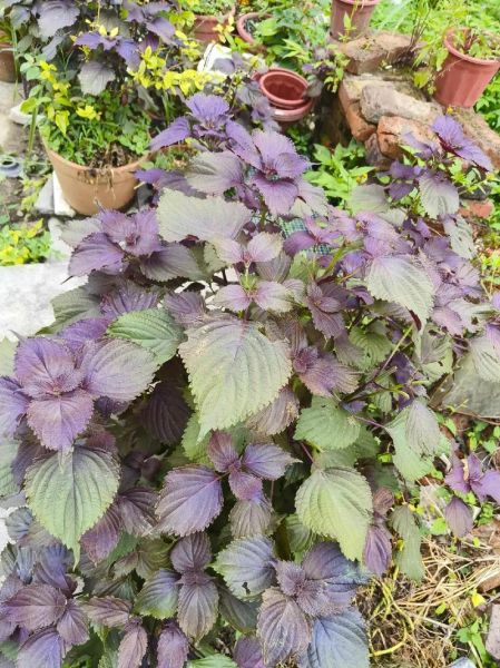 紫苏姜的做法_紫苏姜怎么腌制才脆爽-第2张图片-山城妙识 紫苏姜的做法_紫苏姜怎么腌制才脆爽-第2张图片-山城妙识