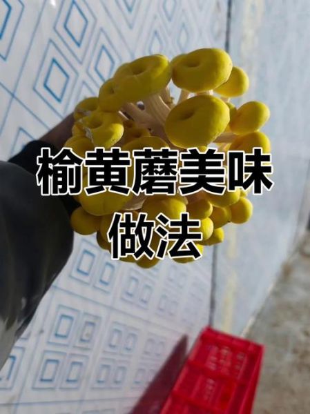 榆黄蘑饺子馅怎么做_榆黄蘑饺子馅怎么调才好吃-第3张图片-山城妙识 榆黄蘑饺子馅怎么做_榆黄蘑饺子馅怎么调才好吃-第3张图片-山城妙识