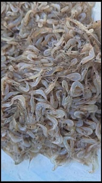 水煮河虾怎么煮才鲜嫩_水煮河虾要不要去虾线-第2张图片-山城妙识 水煮河虾怎么煮才鲜嫩_水煮河虾要不要去虾线-第2张图片-山城妙识