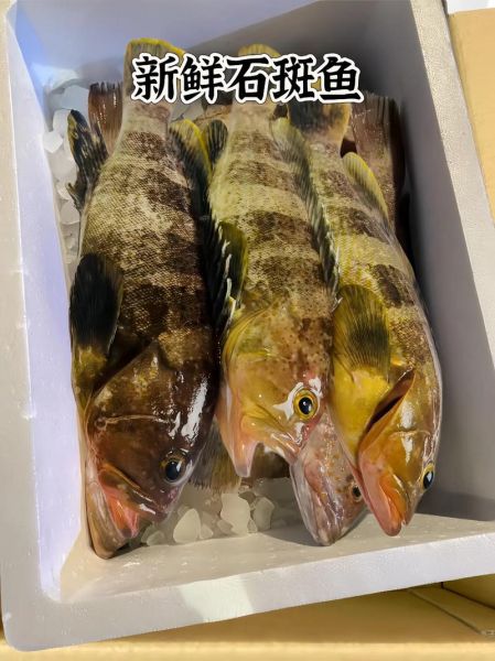 石斑鱼怎么蒸好吃_清蒸石斑鱼做法步骤-第1张图片-山城妙识 石斑鱼怎么蒸好吃_清蒸石斑鱼做法步骤-第1张图片-山城妙识