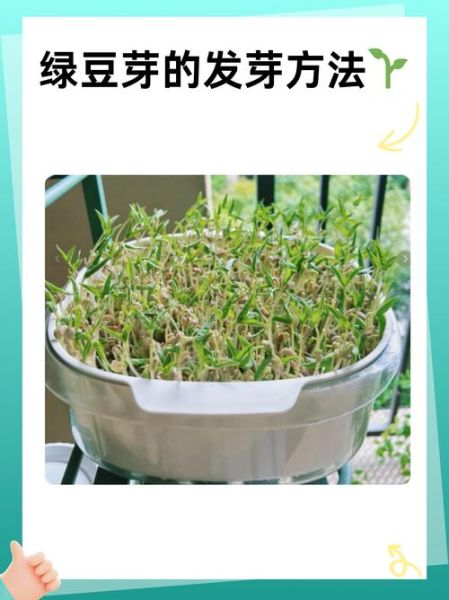 豆芽怎么发_绿豆芽的做法步骤-第1张图片-山城妙识 豆芽怎么发_绿豆芽的做法步骤-第1张图片-山城妙识