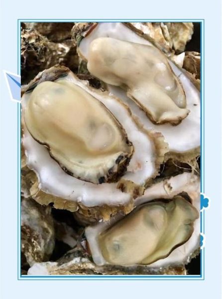 生蚝怎么清洗_清蒸生蚝蒸多久-第1张图片-山城妙识 生蚝怎么清洗_清蒸生蚝蒸多久-第1张图片-山城妙识