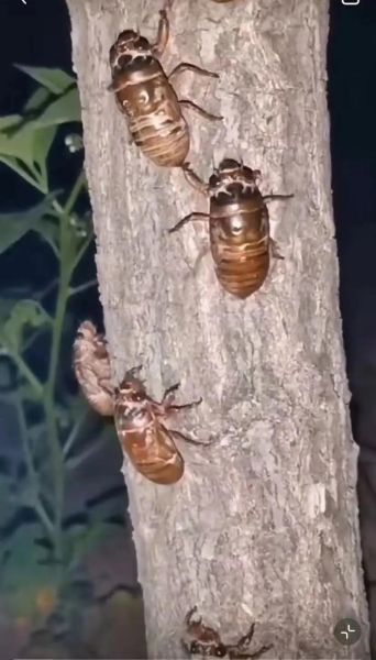 知了怎么抓_知了什么时候出来最多-第2张图片-山城妙识 知了怎么抓_知了什么时候出来最多-第2张图片-山城妙识