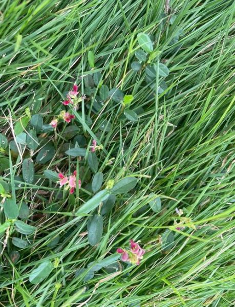 热带季风气候适合种什么农作物_热带季风气候特点有哪些-第1张图片-山城妙识 热带季风气候适合种什么农作物_热带季风气候特点有哪些-第1张图片-山城妙识