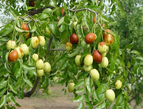 地理枣产地在哪里_地理枣功效与作用-第1张图片-山城妙识 地理枣产地在哪里_地理枣功效与作用-第1张图片-山城妙识