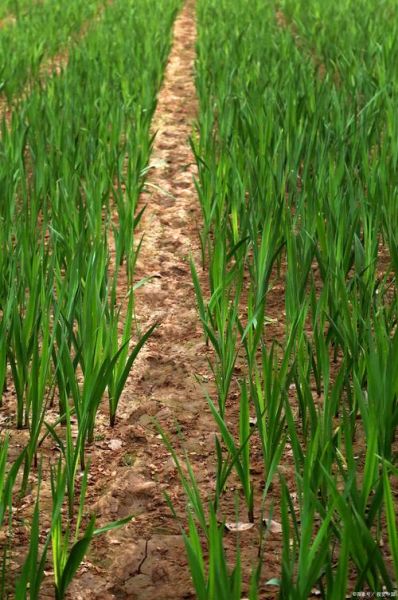 地理蒜是什么_地理蒜产地在哪里-第1张图片-山城妙识 地理蒜是什么_地理蒜产地在哪里-第1张图片-山城妙识