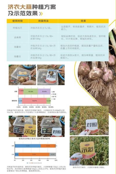 地理蒜是什么_地理蒜产地在哪里-第3张图片-山城妙识 地理蒜是什么_地理蒜产地在哪里-第3张图片-山城妙识