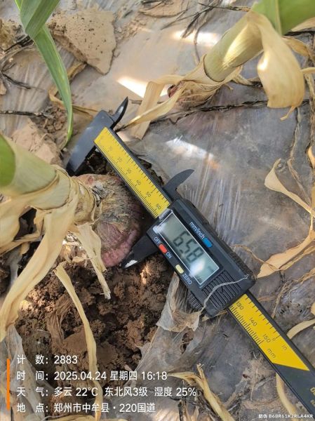 地理蒜是什么_地理蒜产地在哪里-第2张图片-山城妙识 地理蒜是什么_地理蒜产地在哪里-第2张图片-山城妙识