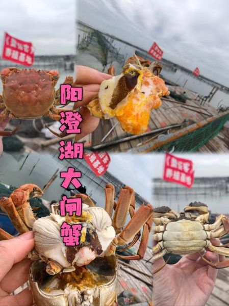 上海哪里买正宗阳澄湖大闸蟹_上海阳澄湖大闸蟹专卖店地址-第3张图片-山城妙识 上海哪里买正宗阳澄湖大闸蟹_上海阳澄湖大闸蟹专卖店地址-第3张图片-山城妙识