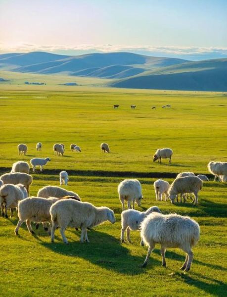 呼伦贝尔大草原旅游景点_几月去最美-第1张图片-山城妙识 呼伦贝尔大草原旅游景点_几月去最美-第1张图片-山城妙识
