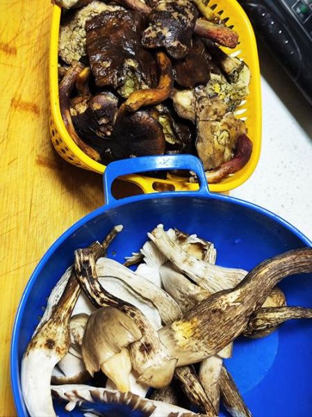 鸡枞菌怎么做好吃_鸡枞菌做法大全-第1张图片-山城妙识 鸡枞菌怎么做好吃_鸡枞菌做法大全-第1张图片-山城妙识