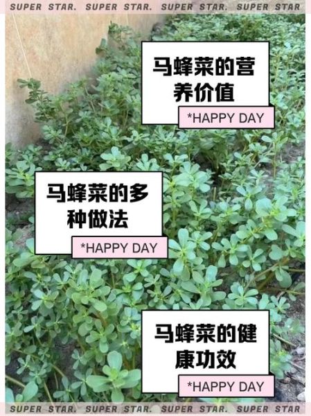 马蜂菜怎么做好吃_马蜂菜的做法大全-第2张图片-山城妙识 马蜂菜怎么做好吃_马蜂菜的做法大全-第2张图片-山城妙识